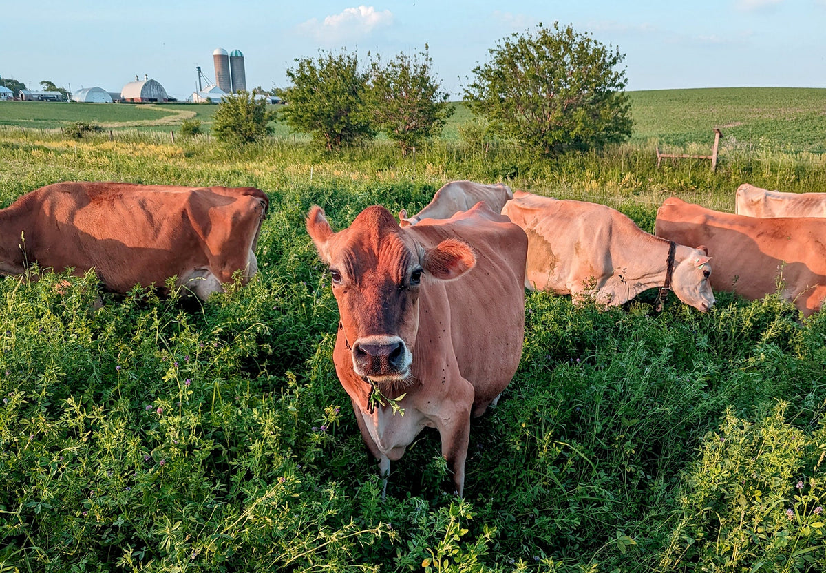 The Cream of the Crop: Kalona SuperNatural Buttermilk